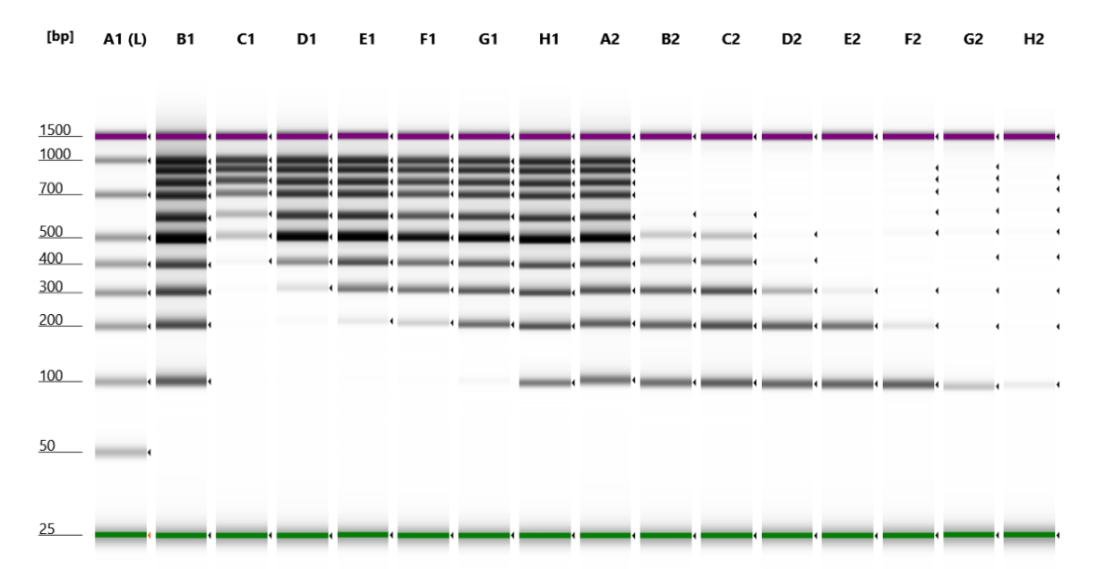 GoldenSelect DNA Size Selection Bead-Based Reagent – Golden Gate Scientific